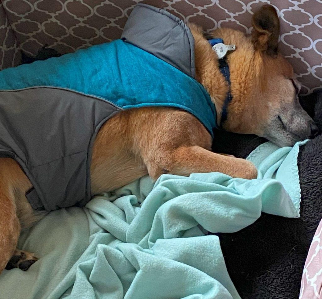 Rusty, our Australian Red Heeler | A Work in Progress Life Love Fun ...